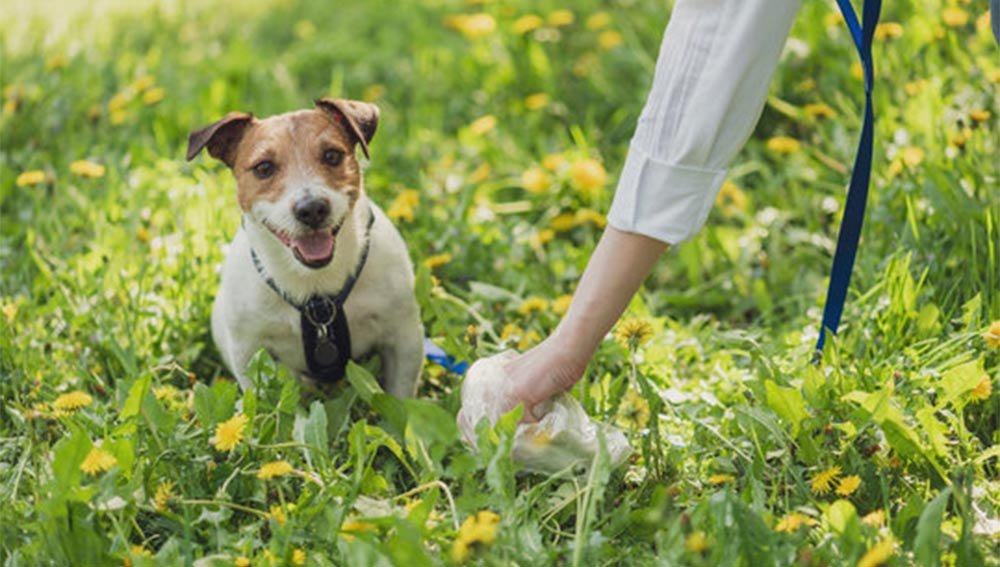 Wholesale Reusable Poop Bag Dispensers for Walking With Ease - Avecobaggie